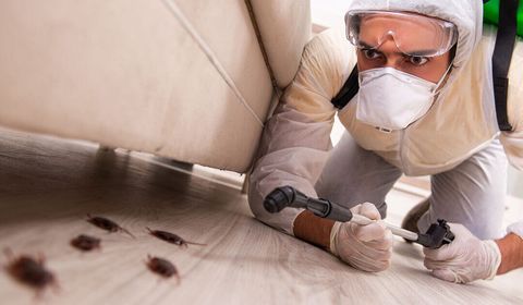Best Ways to Control Pests in Your Home - Home Plus Cleaning