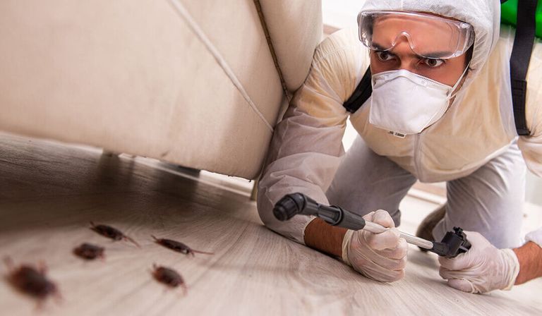 Best Ways to Control Pests in Your Home - Home Plus Cleaning